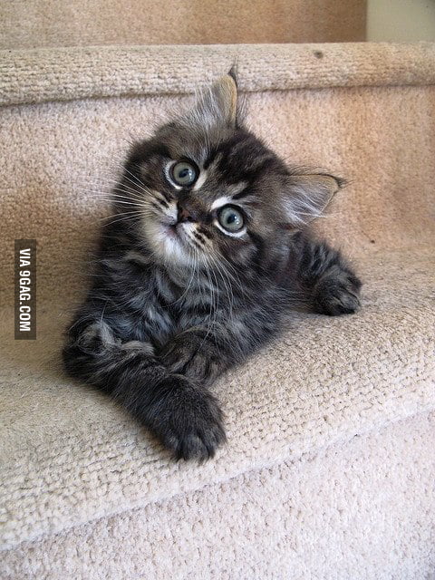 The Classy Cat - 9GAG