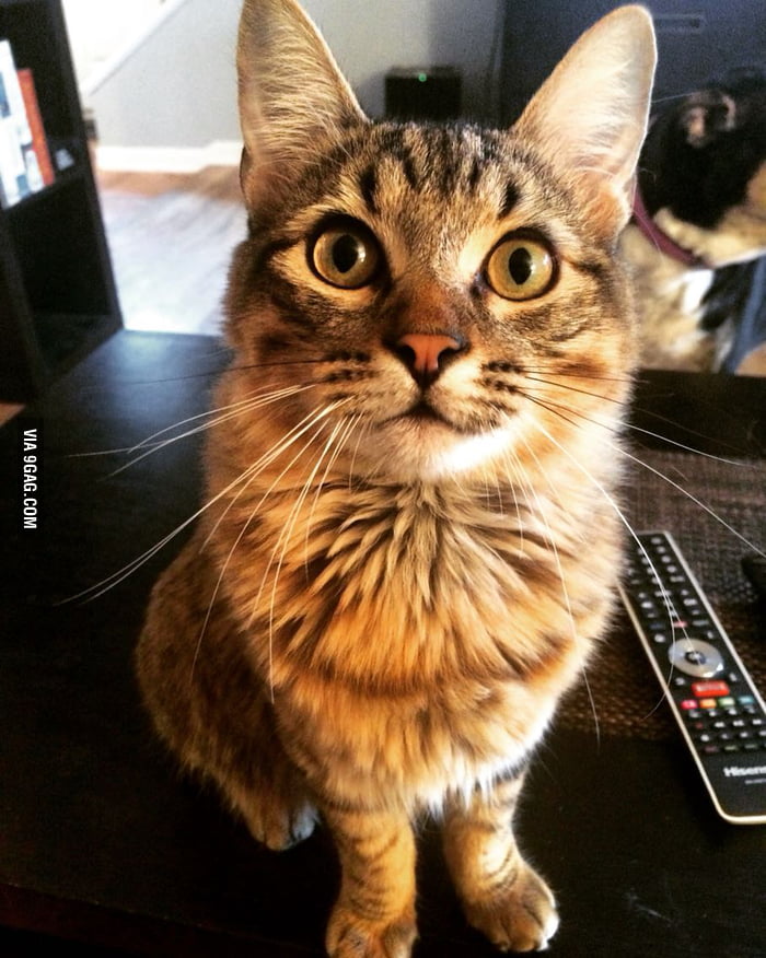 Meet Pico De Gato. - 9GAG