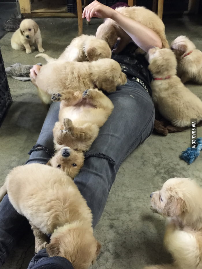 When Puppies attack! Cute Playing - 9GAG