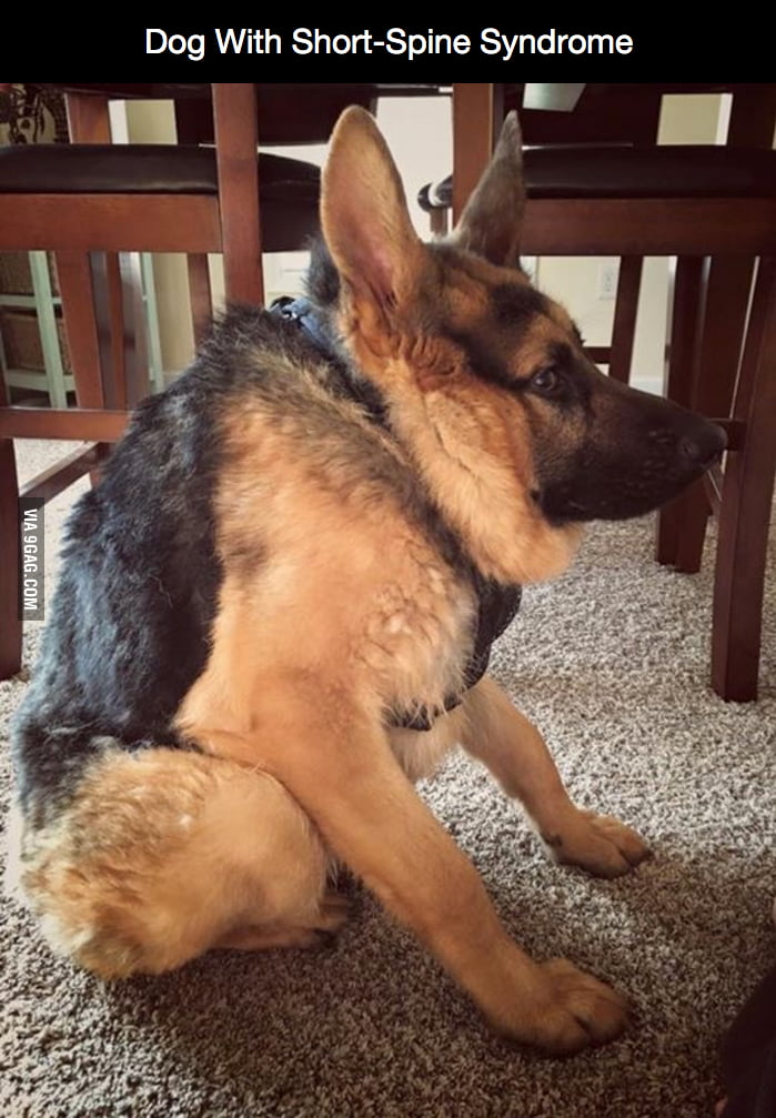 No, this wasn't photoshopped. It's what happens when idiots breed dogs ...