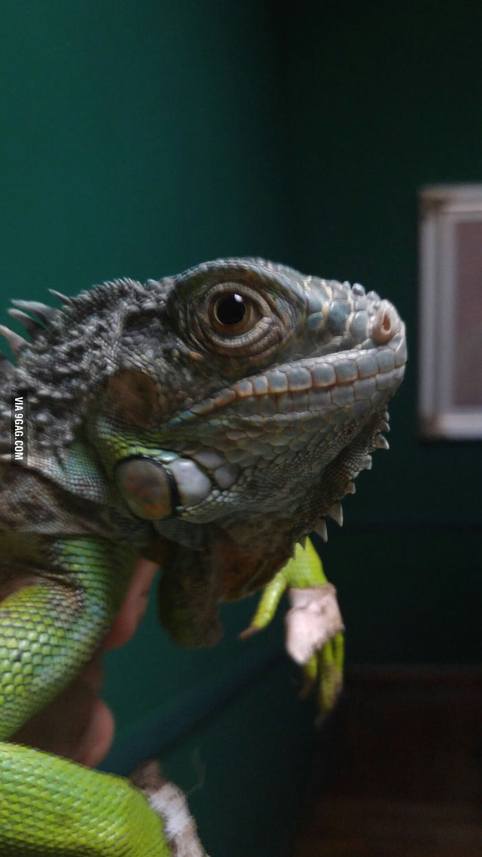 This is a iguana, his name is higuain - 9GAG