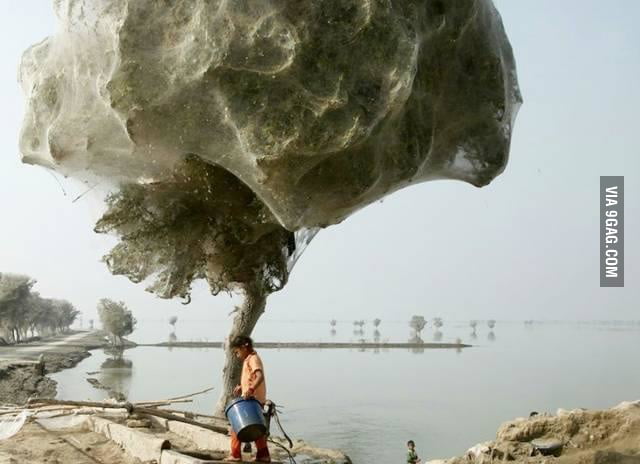 Spiders climbed trees to avoid flooding in Pakistan. Thousands of them ...