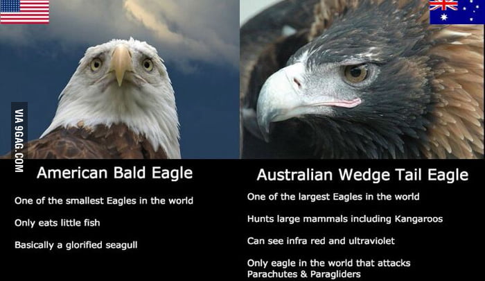 Pigeon>Bald Eagle *Butthurt 'muricans intensify* - 9GAG