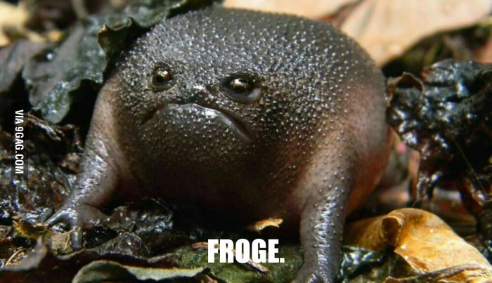 Froge (Froge) - 9GAG