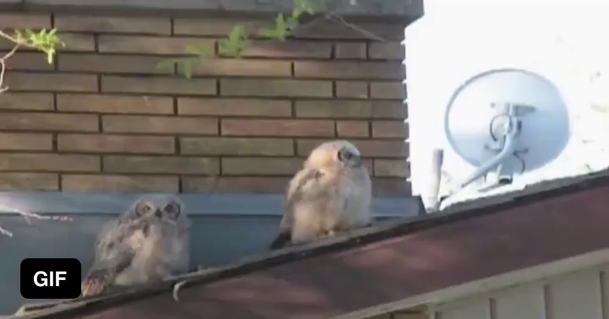 Q: How do you know that owls are cleverer than chickens? A: Have you ...