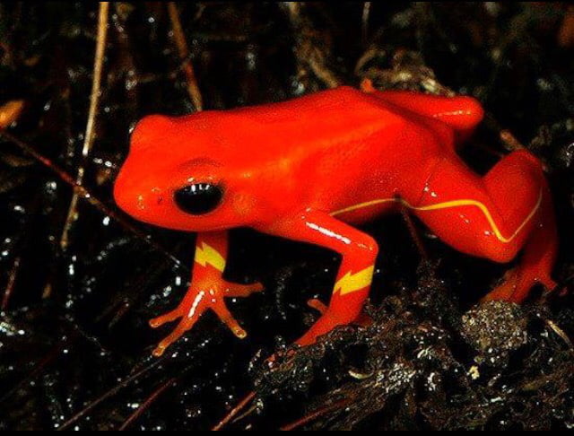 His name is Froggy Allen and hes the fastest frog alive - 9GAG