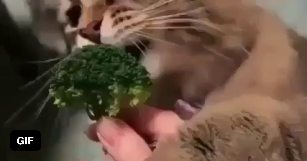 Cat Eat Vegetable - 9GAG