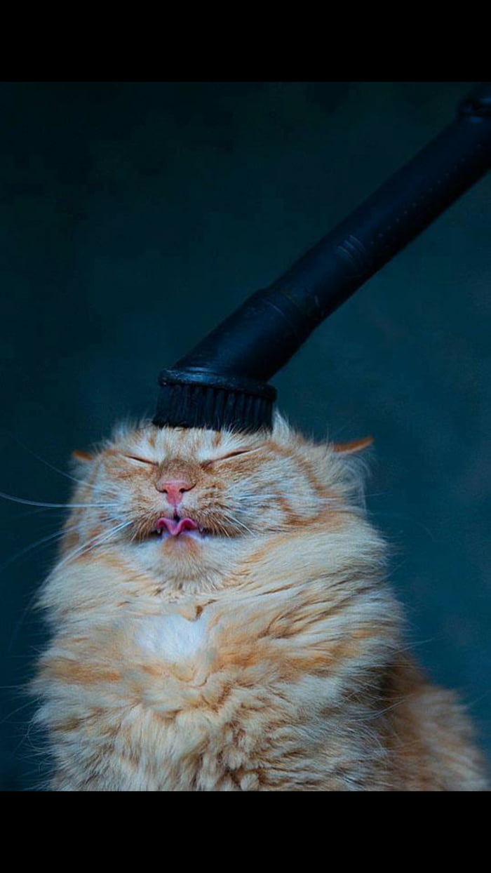 I Cant Decide Whether The Pussy Loves It Or Hates It 9gag