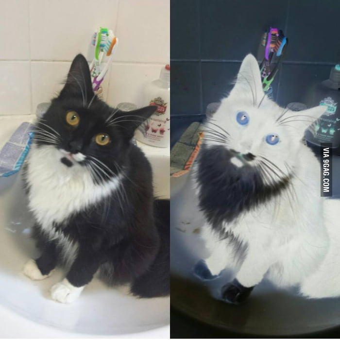 The negative filter on my camera has made my cat have the most awesome ...
