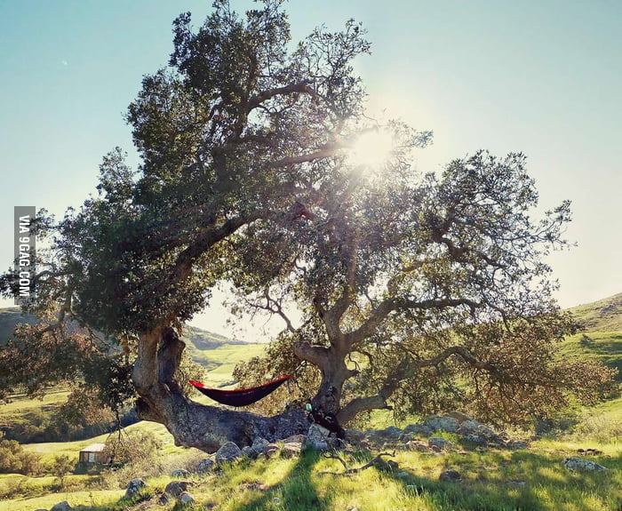 Hung my hammock in this amazing tree - 9GAG