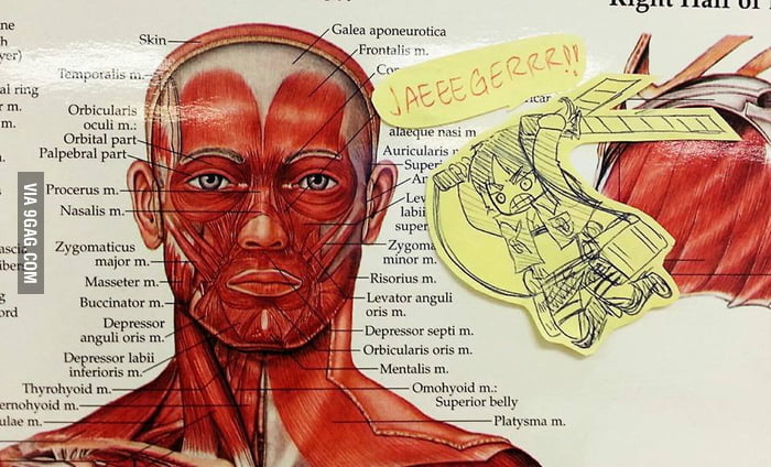 Attack on Anatomy Class, JAEGER ! - 9GAG