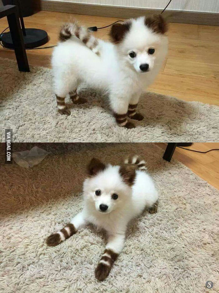 Mix between Pomeranian and a raccoon.... - 9GAG