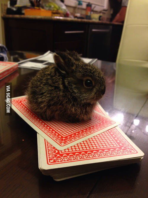 Tiny rabit - 9GAG