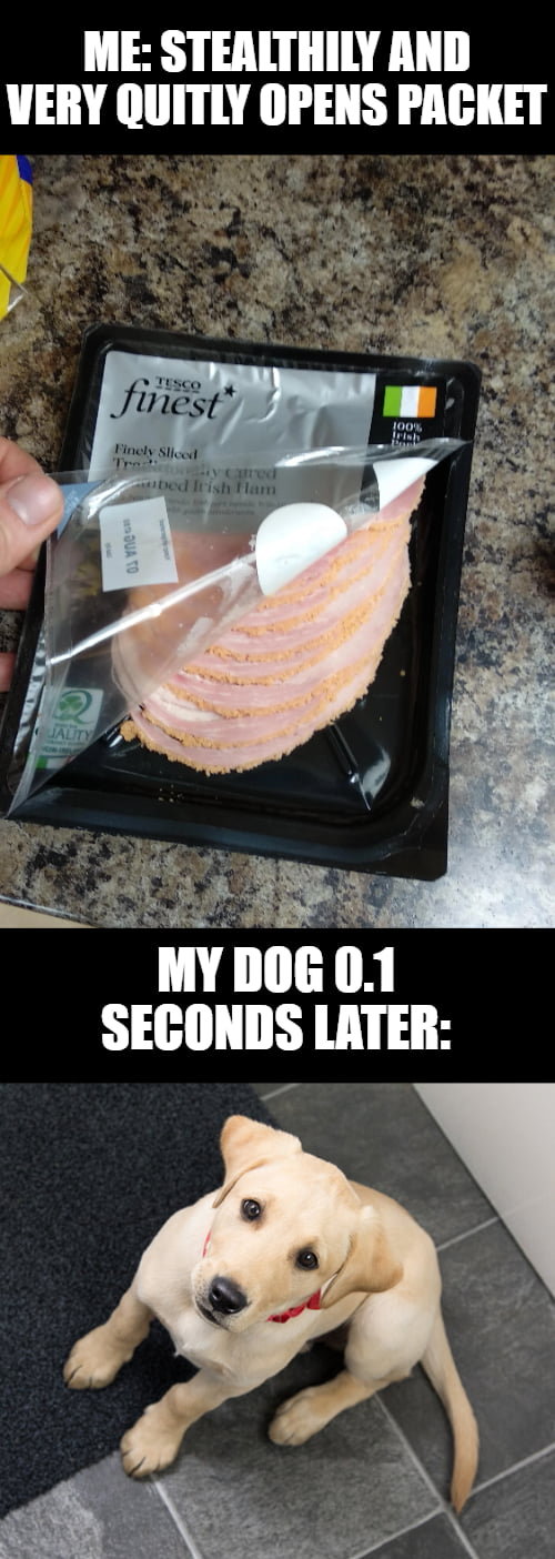 ASMR for dogs - 9GAG