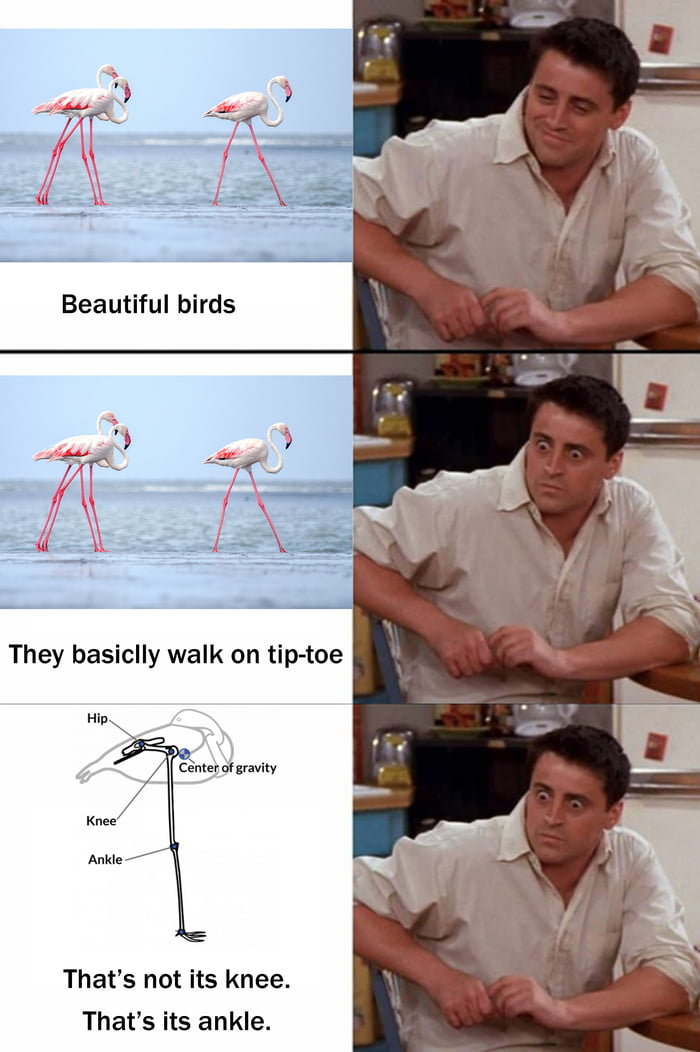 Me laughing in class while thinking about the birds tip-toeing all the ...
