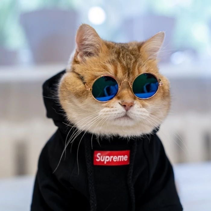 Is this cat dripin - 9GAG