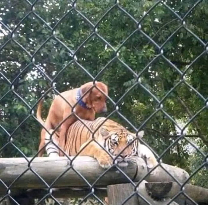 Interspecies mating - 9GAG