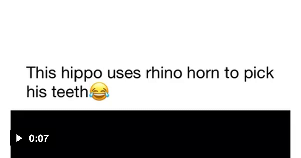 Hippo Makes Use Of Rhino Horn To Pick Its' Teeth - 9GAG