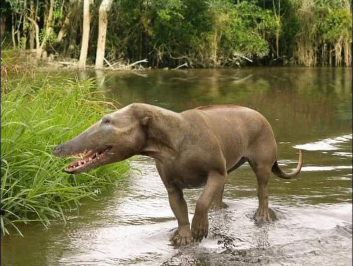 🔥 Whales evolved from a land animal that would seem strange to us ...