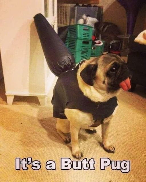 Your sisters new breed of dog. - 9GAG