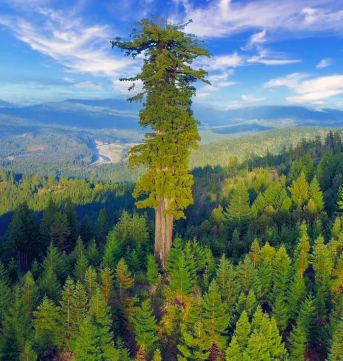 The World s Tallest Living Tree 9GAG the-world-s-tallest-living-tree-9gag