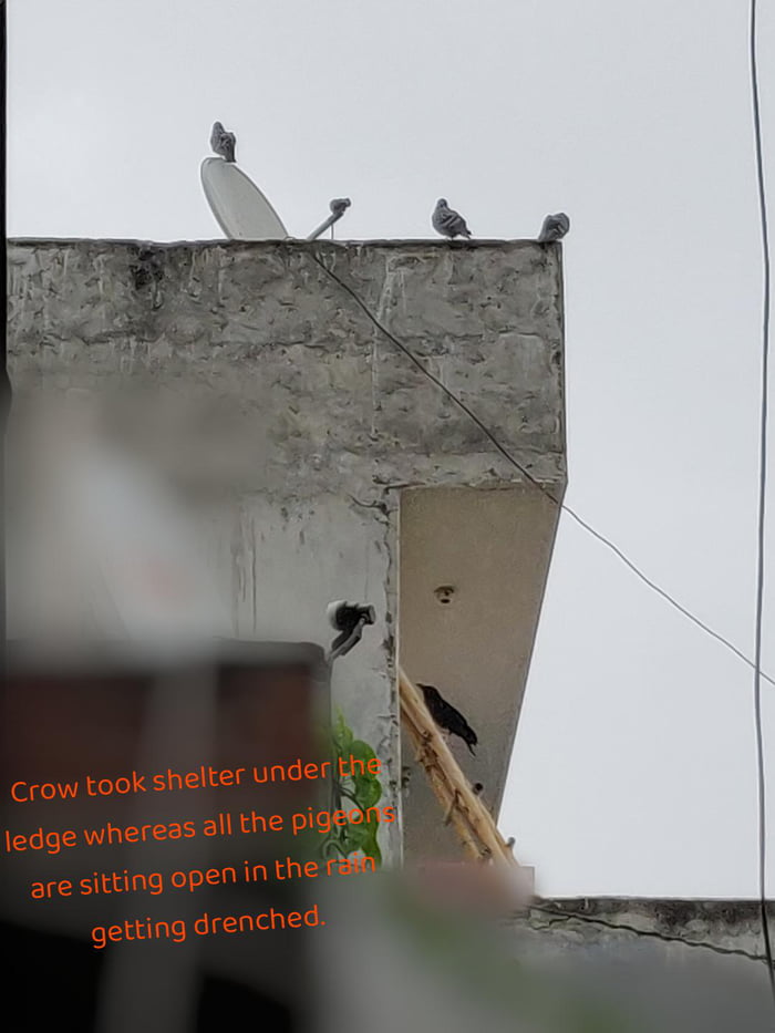 Crows are really smart birds - 9GAG