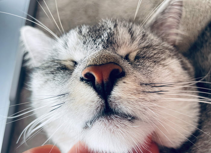 Tesla cat - 9GAG