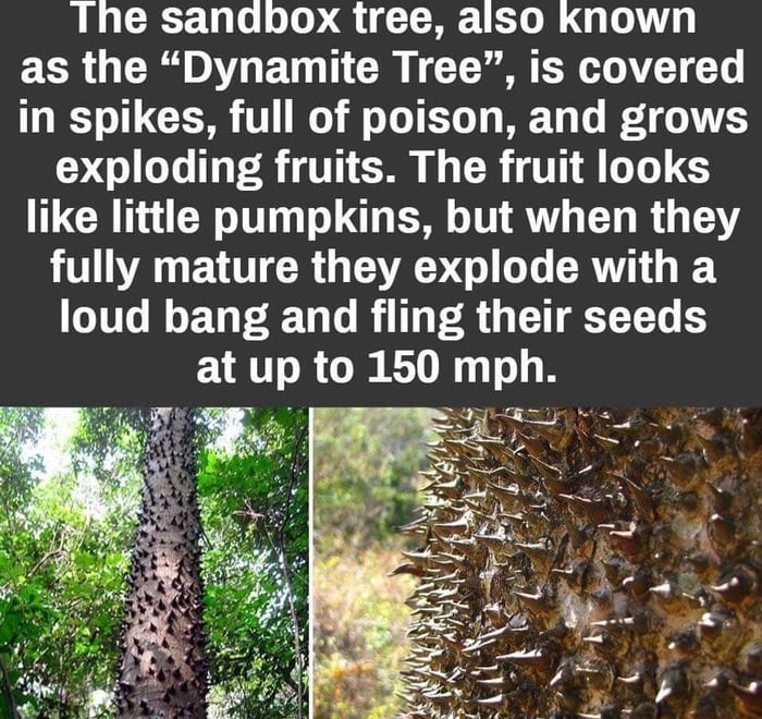 This is a dynamite tree - 9GAG