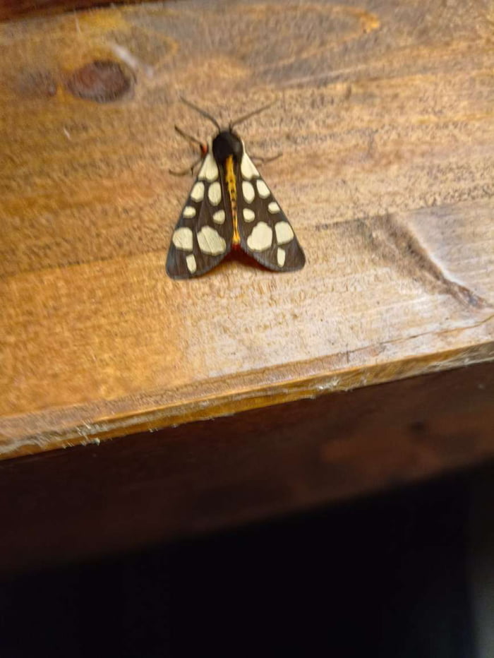 Arctia villica just landed on my table, most beautiful moth I've seen ...
