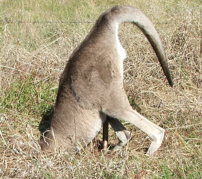Rare Ant eating Kangaroo spotted - 9GAG