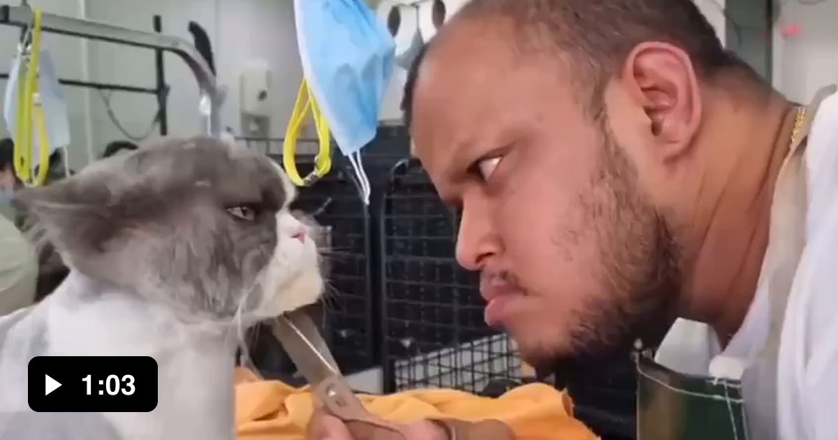 A cat and his groomer make the same face - 9GAG
