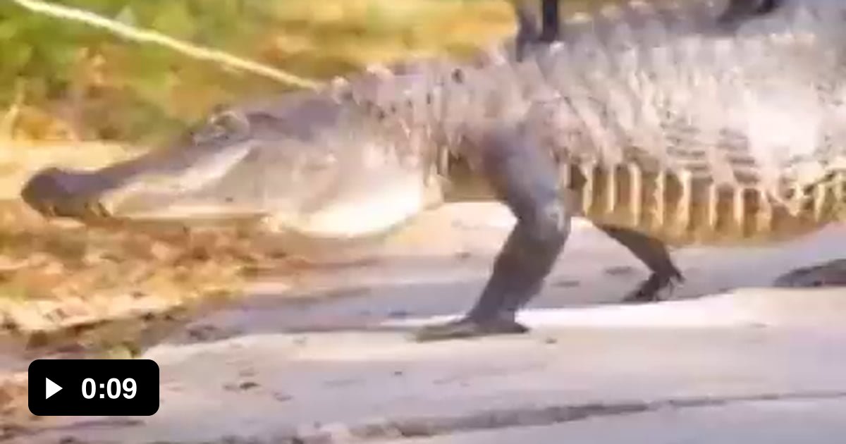 Capybara wearing crocs.. - 9GAG