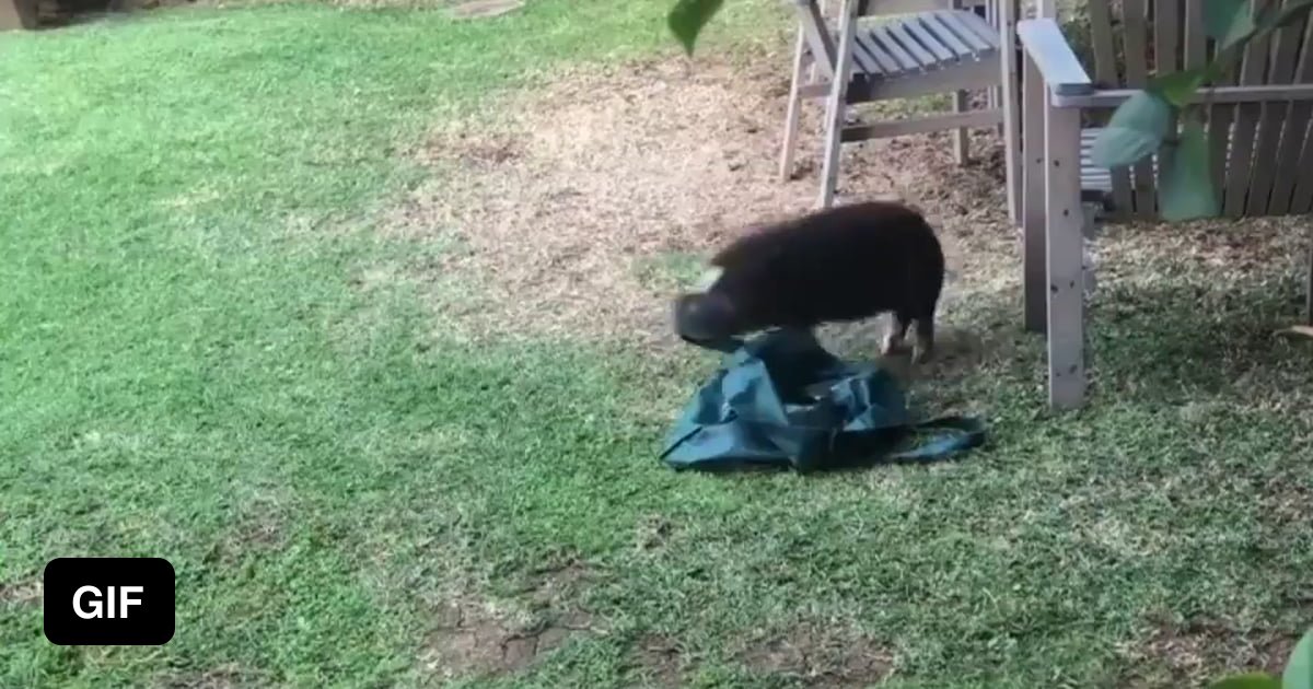 Sometimes you get really excited and you just got to go hog wild! - 9GAG