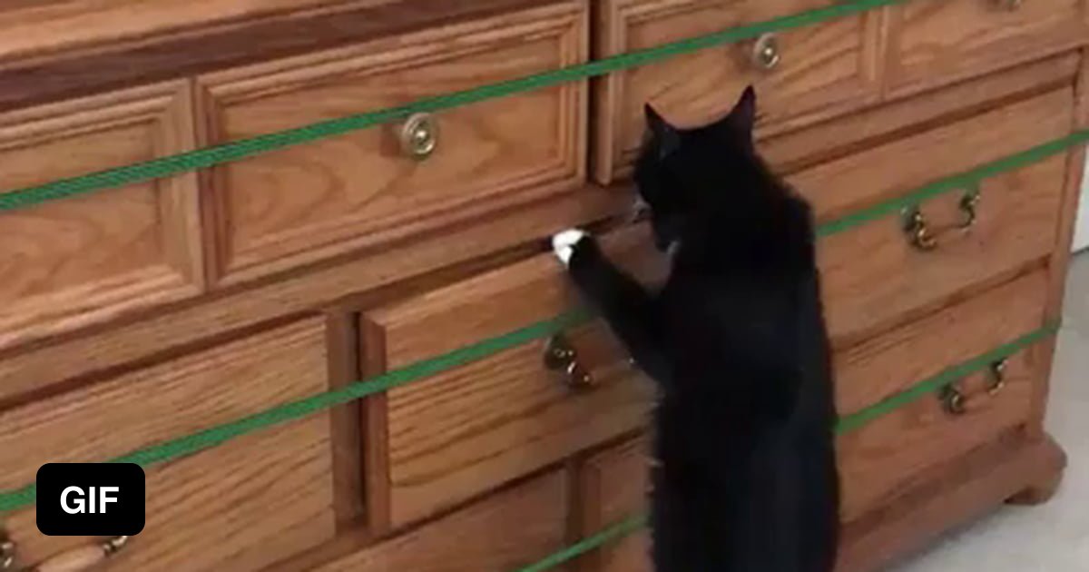 Cat 9gag