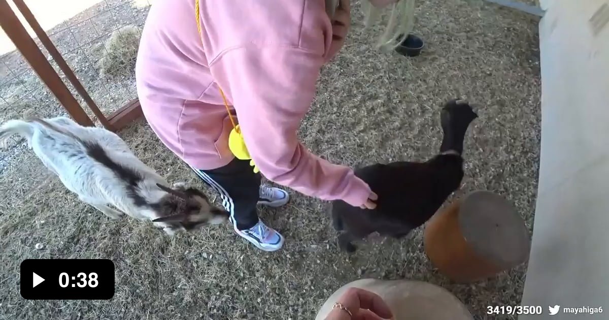 Goat Shoves His Horns Up Her Ass 9gag 4826