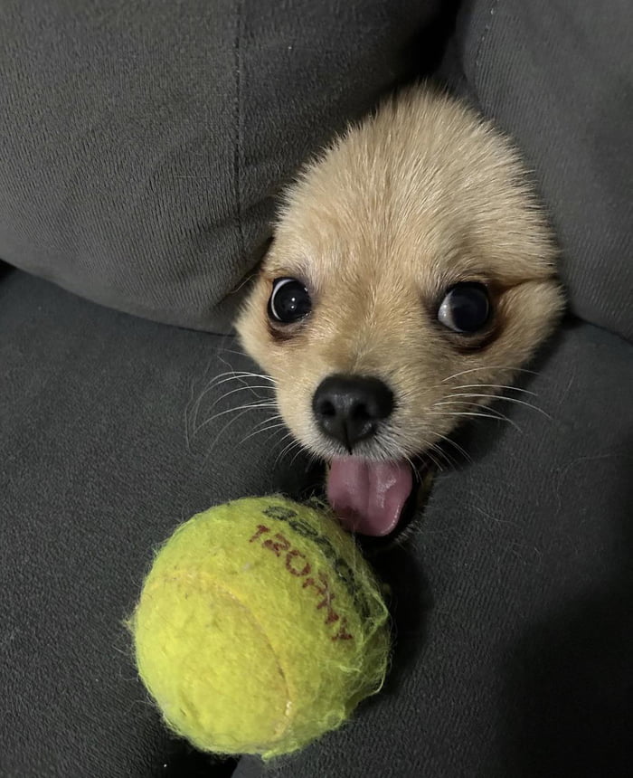 What breed of dog is this therapy dog? He’s a little crackhead - 9GAG