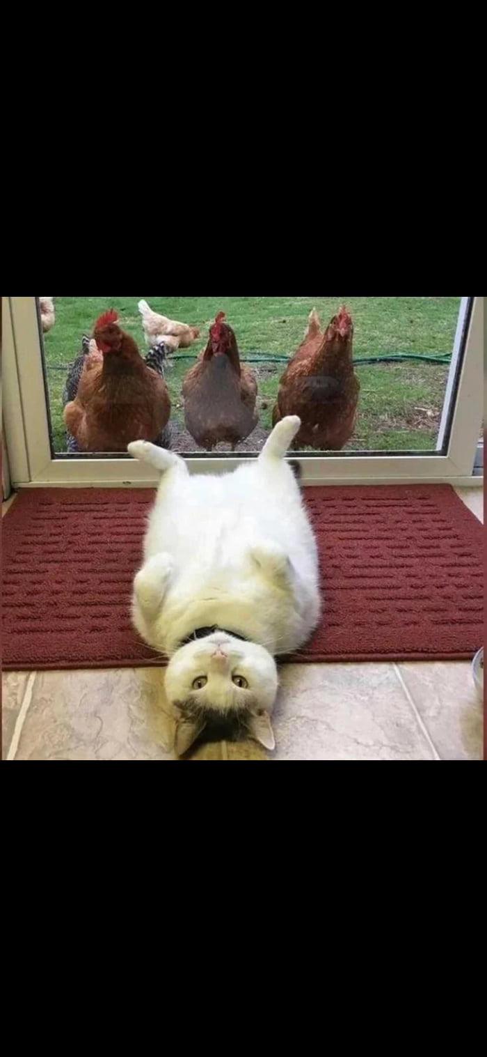 Only fans cat - 9GAG