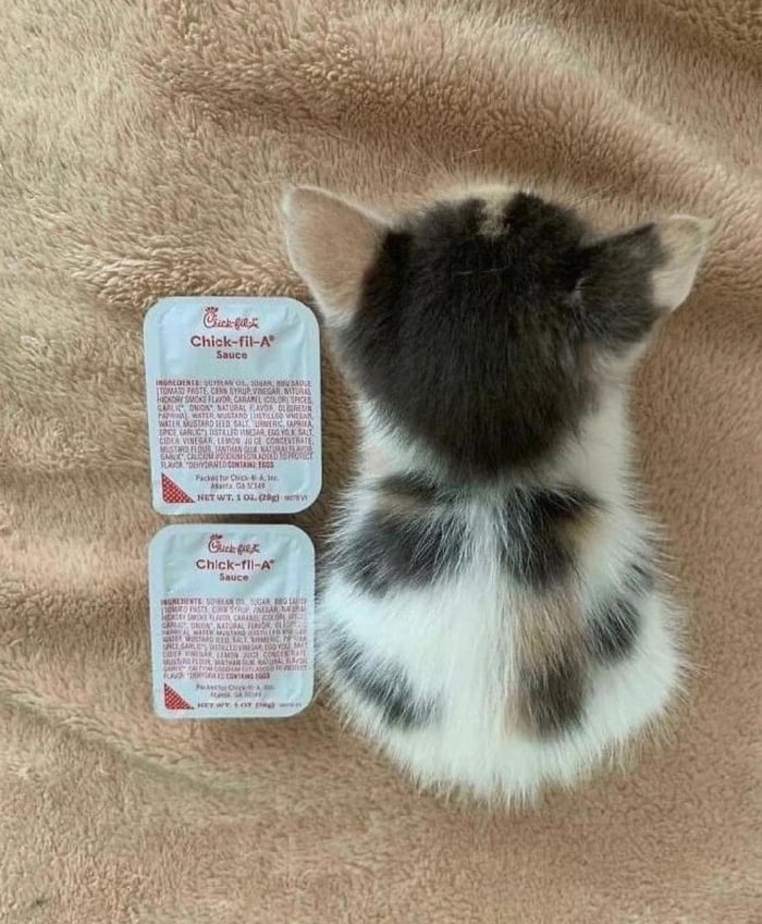 Remember this smol kitten? (See comment) - 9GAG