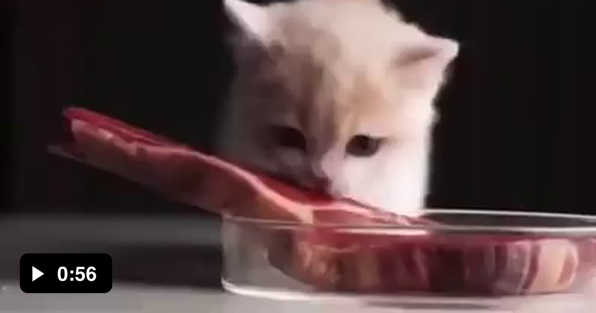 Smol cat with big appetite - 9GAG