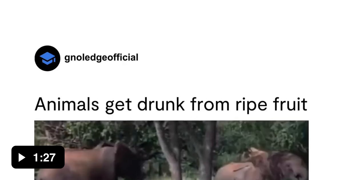 Animals get drunk from ripe fruit - 9GAG