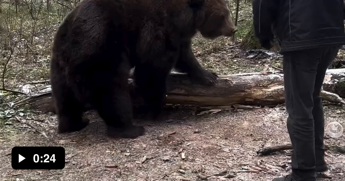 Insta - tom.bear.tom - 9GAG