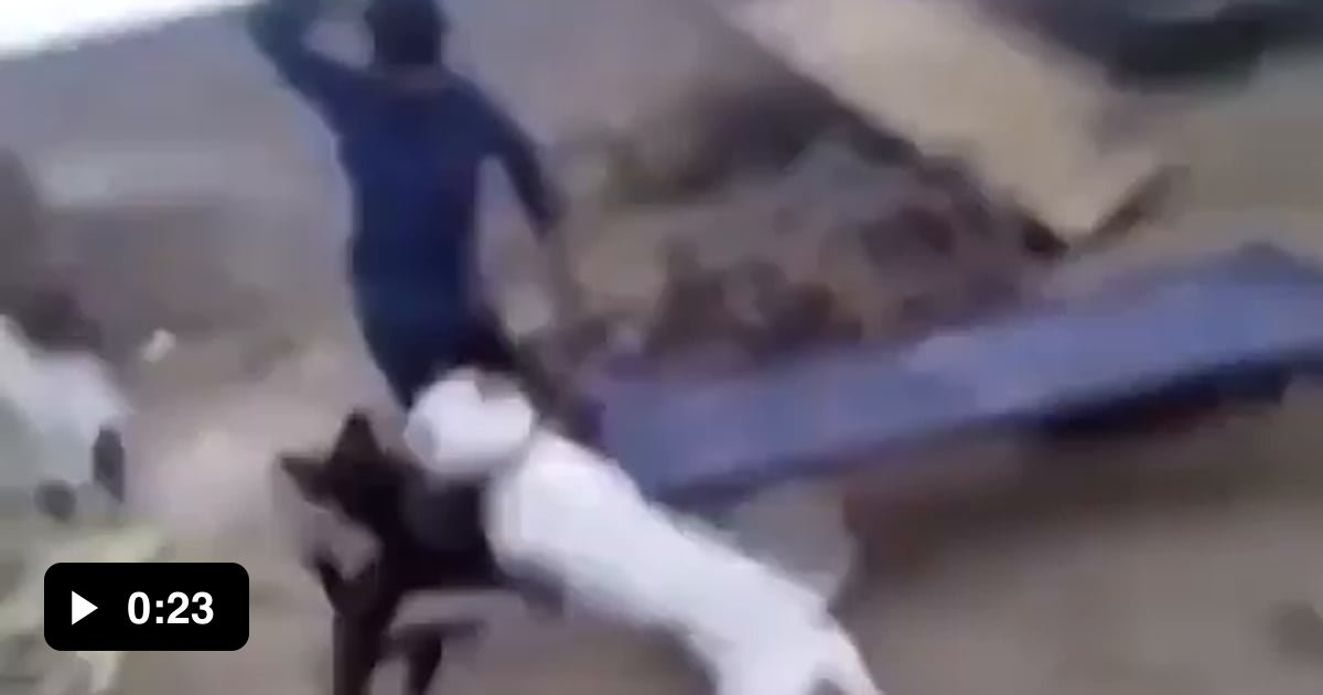 To stop a fight between two dogs - 9GAG