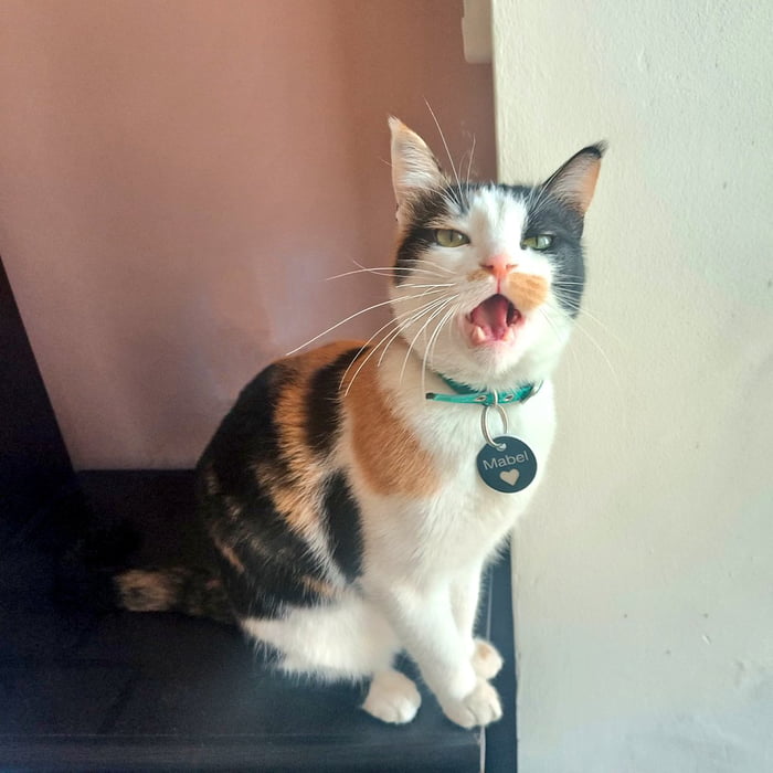 My cat Mabel who helps me with my depression through her talkative ...