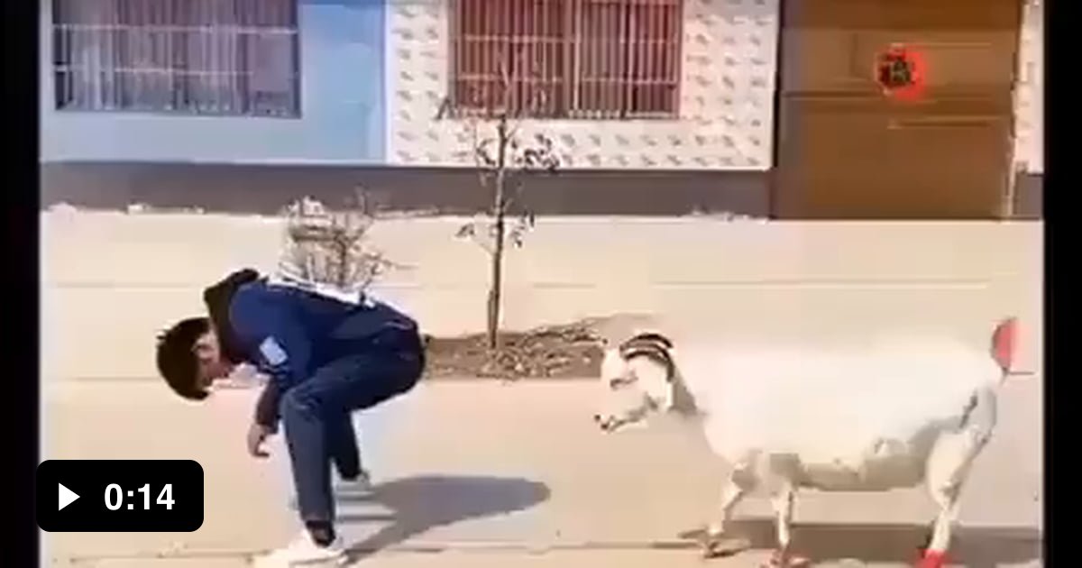How do you even train a damn goat to do that? - 9GAG