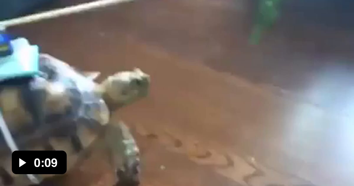 Rc turtle 🐢 - 9GAG
