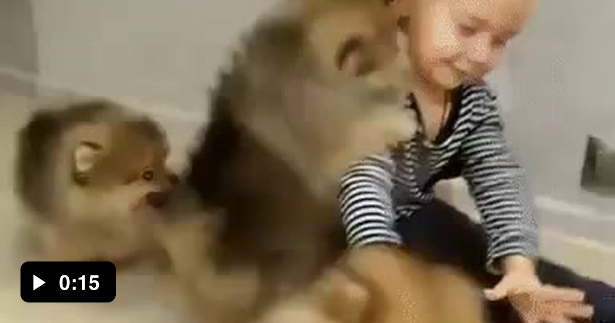 Brutal dog attack - 9GAG