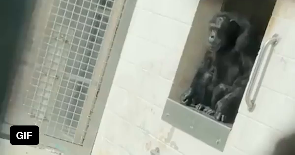 The moment a 29-year-old rescue chimpanzee sees the sky for the first time, being locked up in a ...