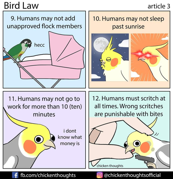 Bird law part3 - 9GAG