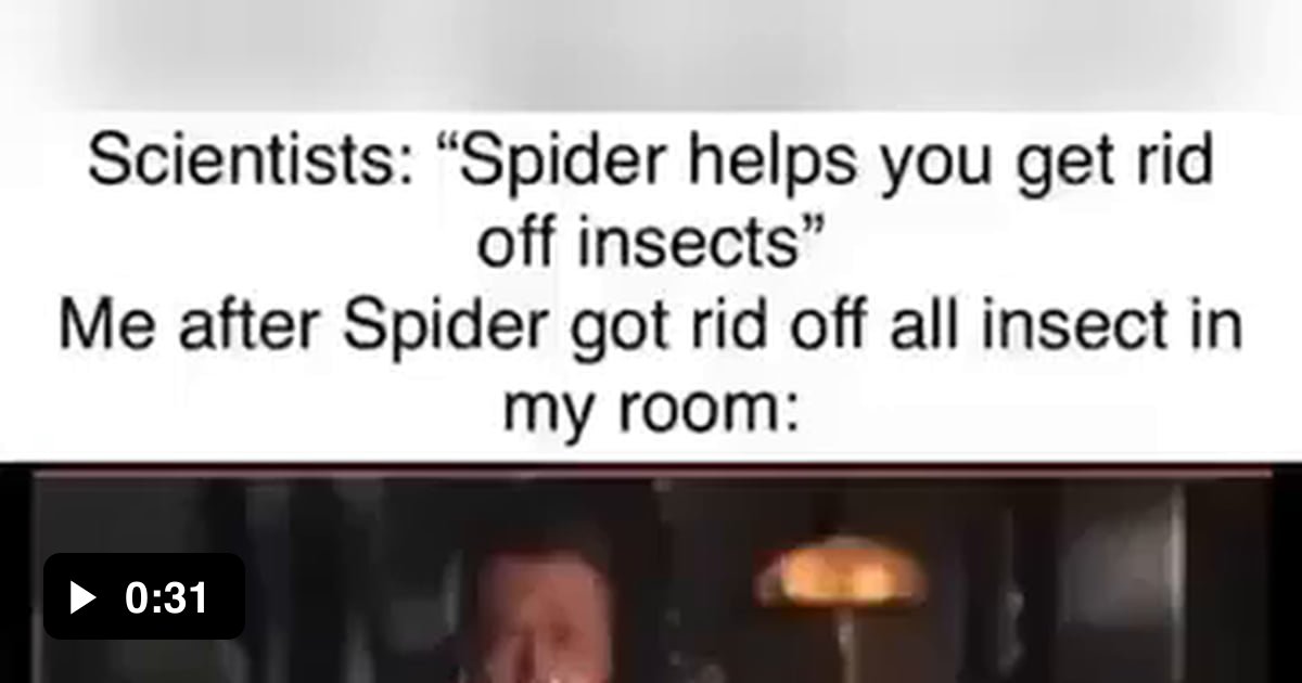 Spiders - 9GAG