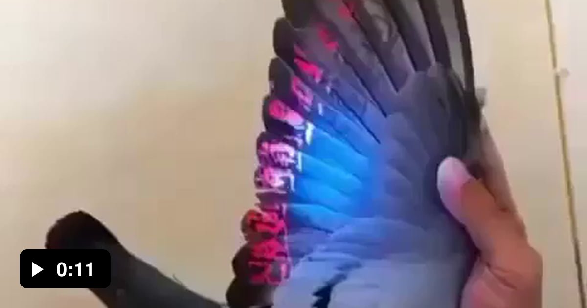 Proof that pigeons are chaos demons - 9GAG